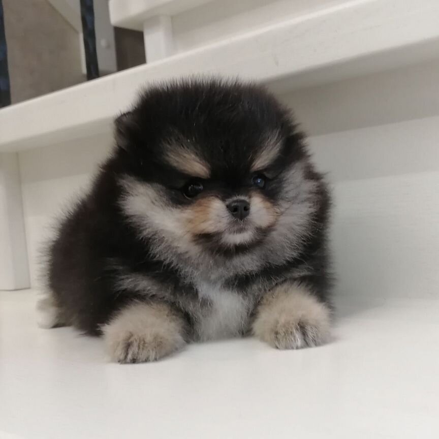 Кукольная девочка