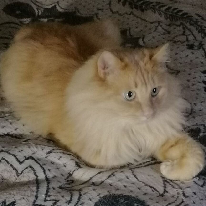 Взрослый кот в добрые руки