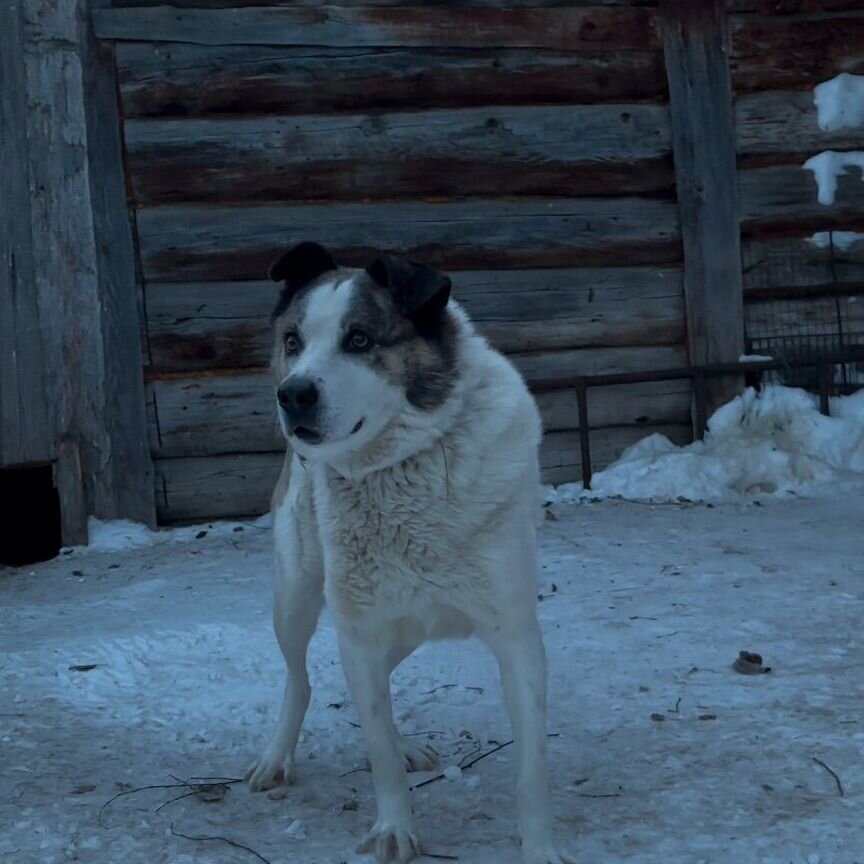 Отдам в добрые руки