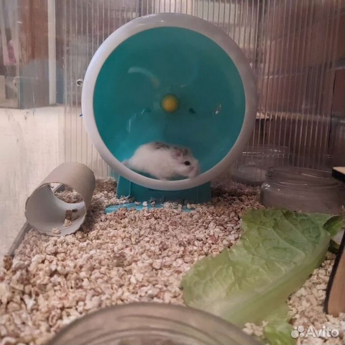 Хомяк роборовского