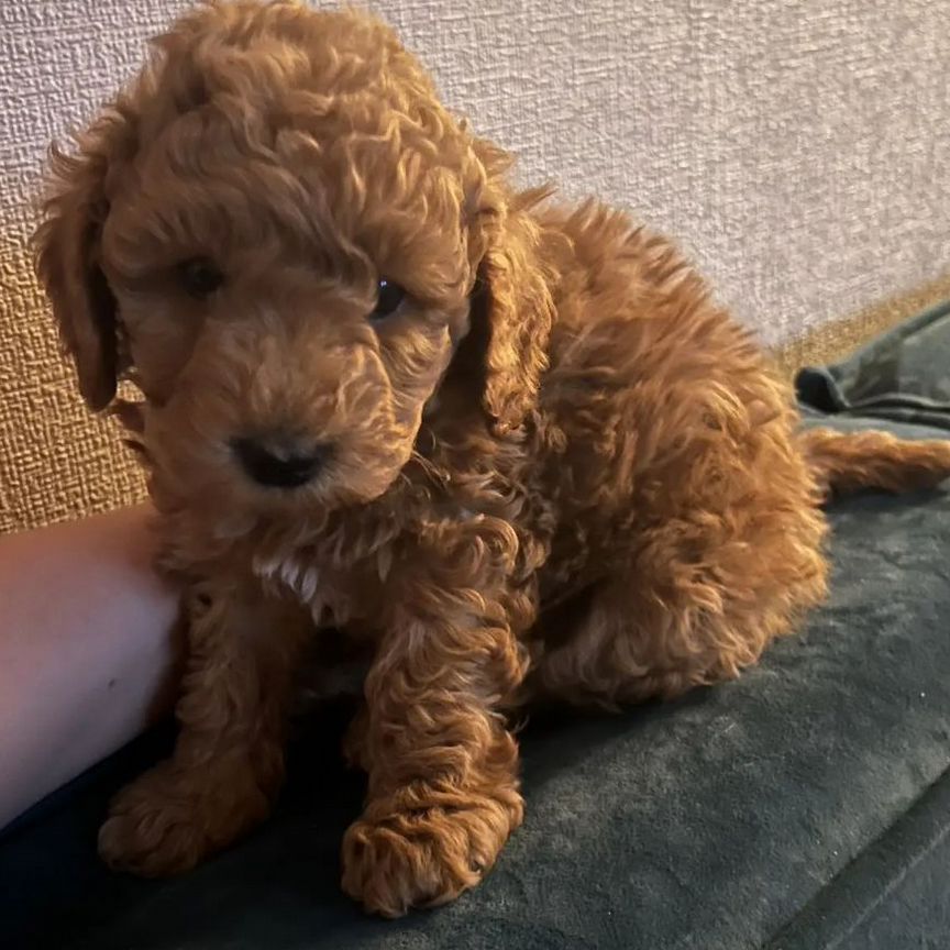 Той-пудель, щенок