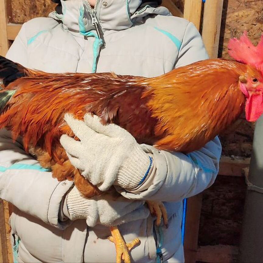 Петух