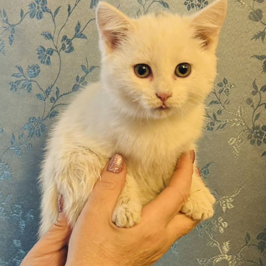 Котята турецкой ангоры