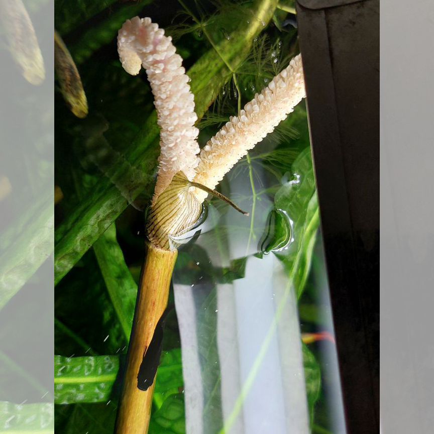 Апоногетон Боивина, Мадагаскарский, Нимфея красная