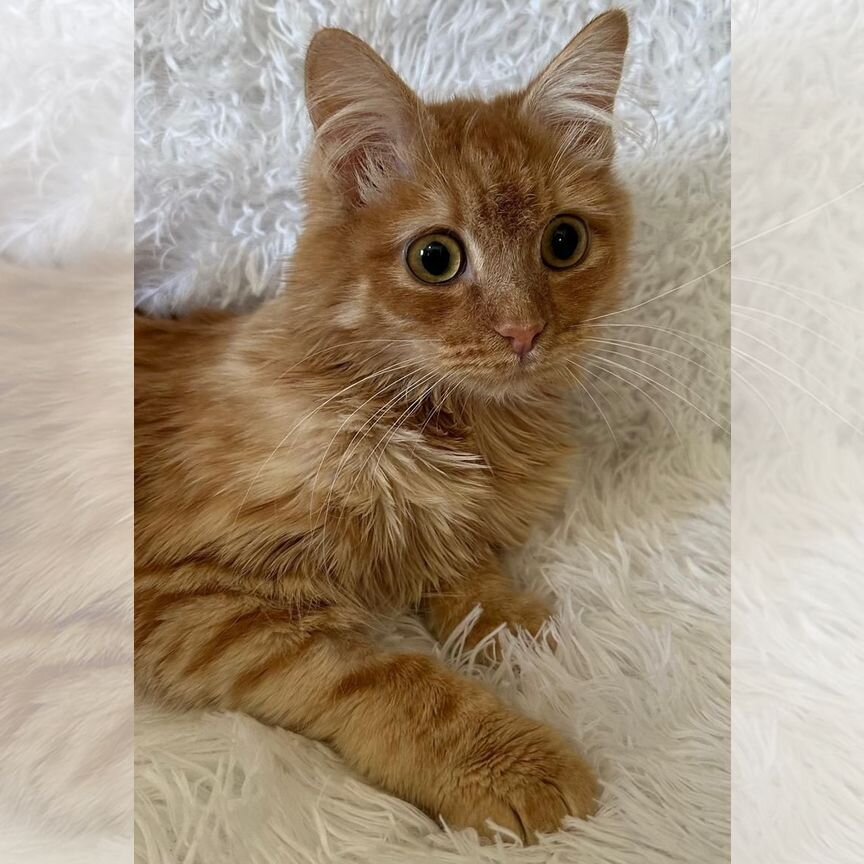 Лелуш в добрые руки