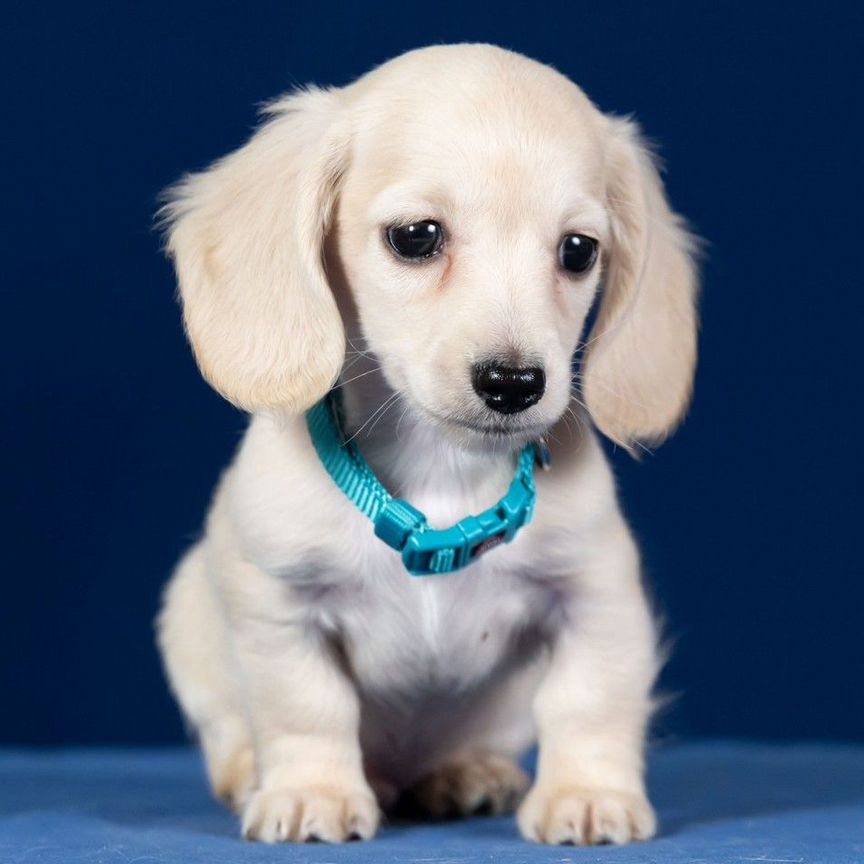 Кроличья такса, щенок