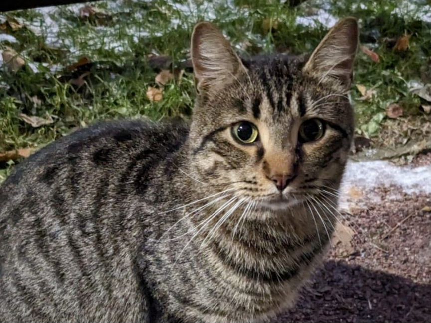 Домашний кот на улице - ищем добрые ручки