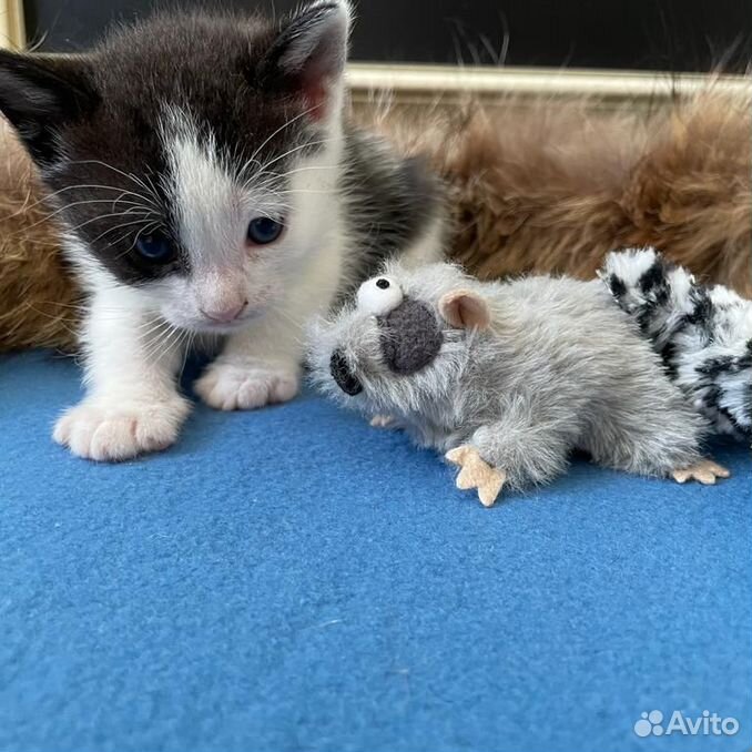 Двухцветный котенок в добрые руки