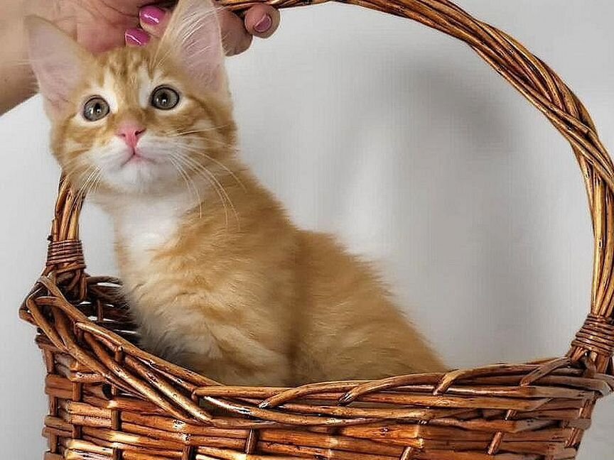 Котята бесплатно