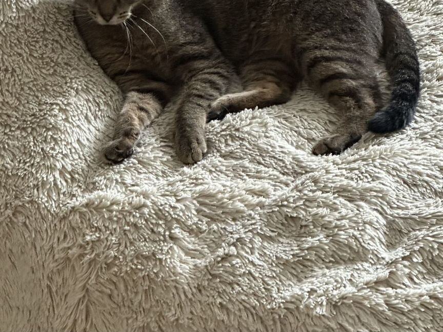 Кот Вжик