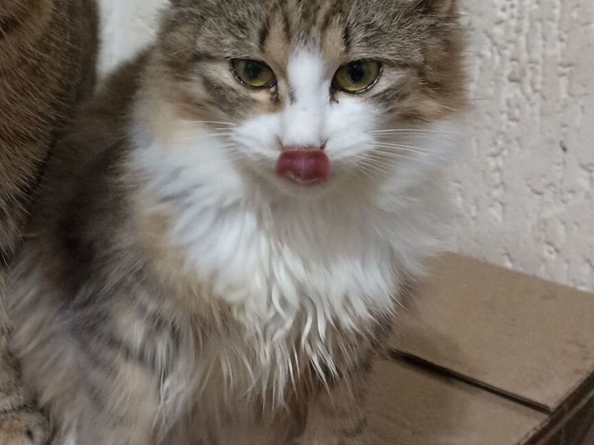 Котята в добрые руки даром бесплатно