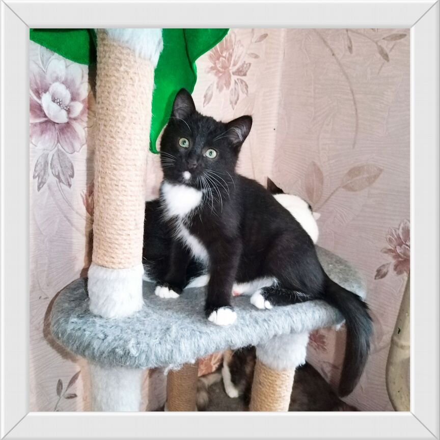 Милый котенок, Кузя, 3,5 мес. В добрые ручки