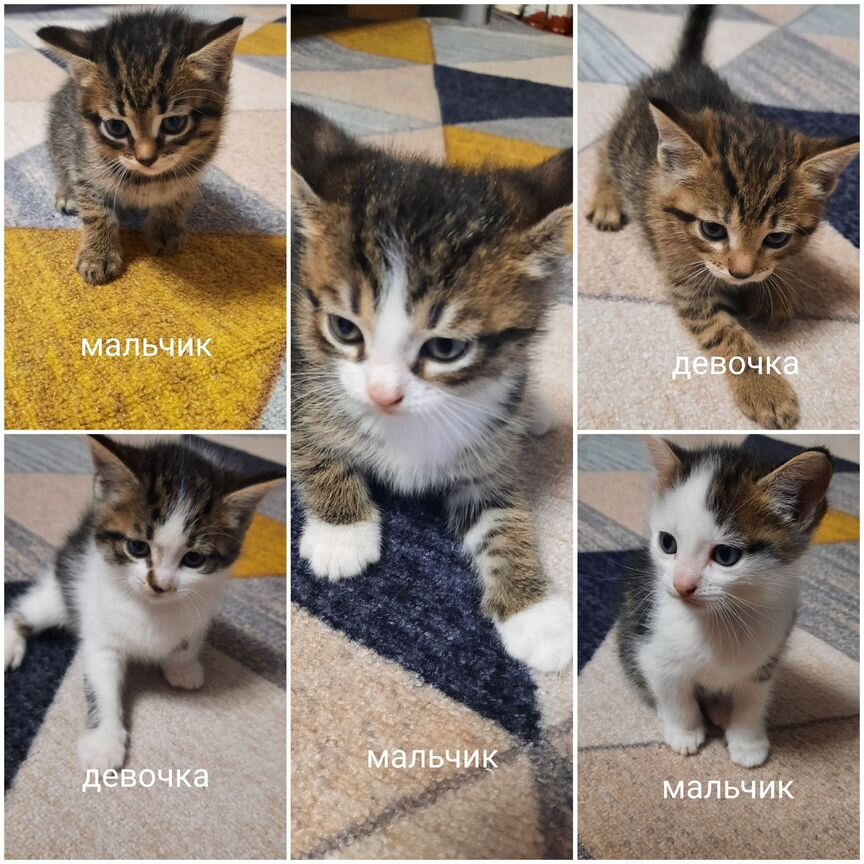 Котёнок в добрые руки