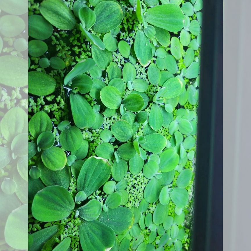 Аквариумные растения пистия