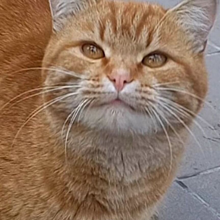 Рыжий котик 2 года