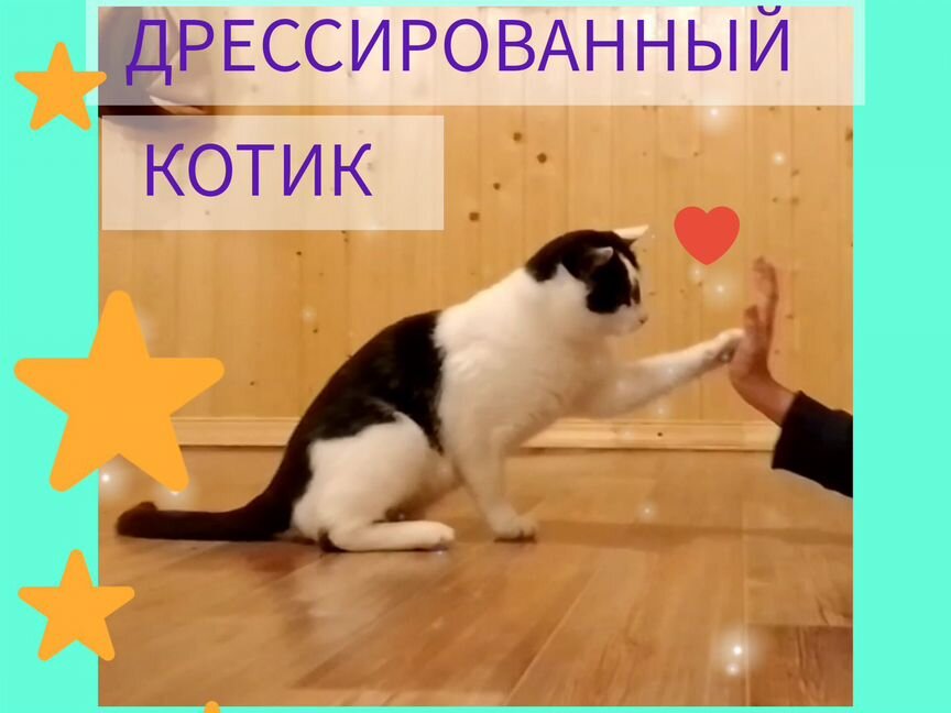 Дрессированный котик. Котенок кошка кошечки