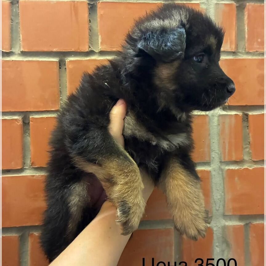 Немецкая овчарка, щенок