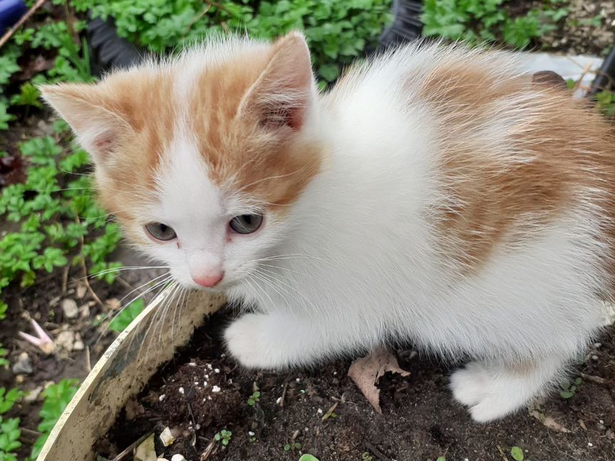 Котята в добрые руки