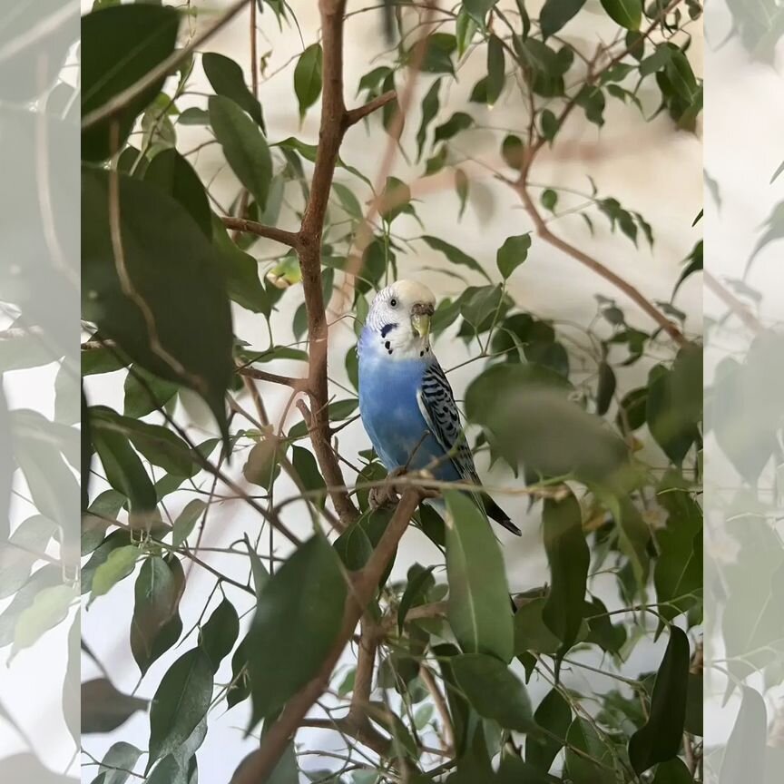 Волнистый попугай с клеткой