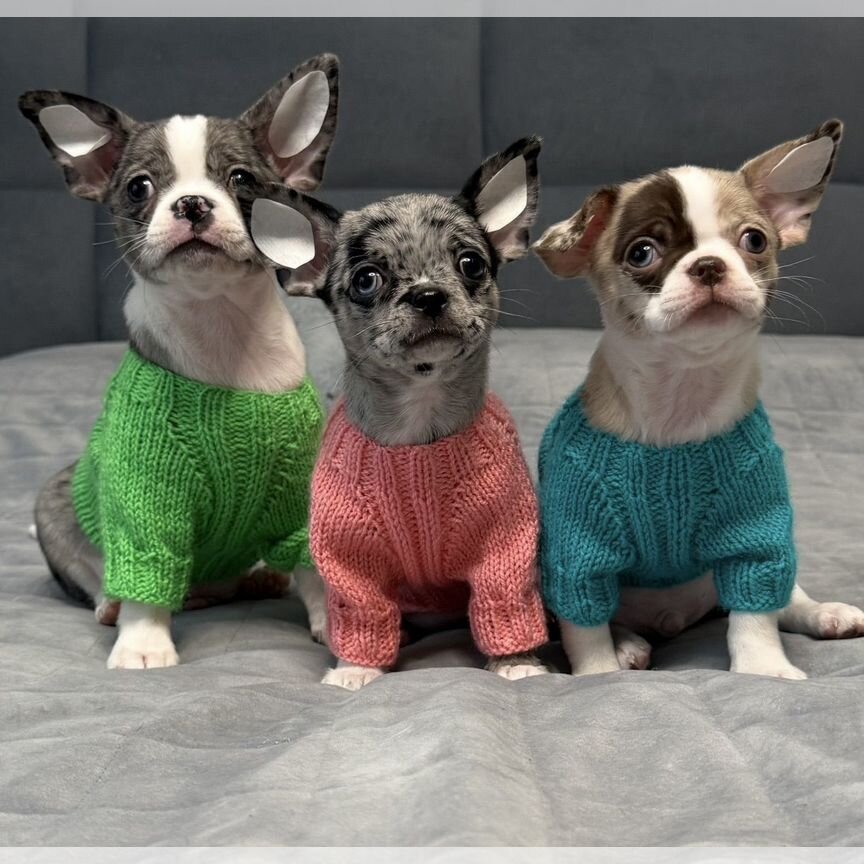 Чихуахуа, щенок