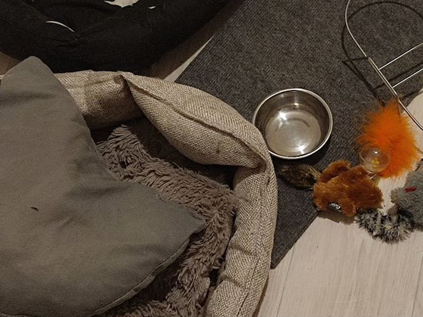 Вещи для животных бесплатно