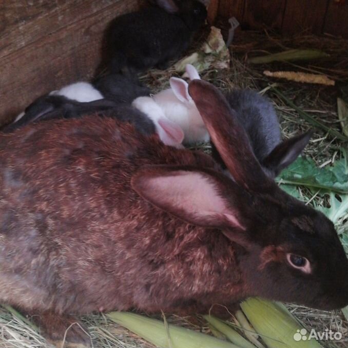 Самка кролика с крольчвтами