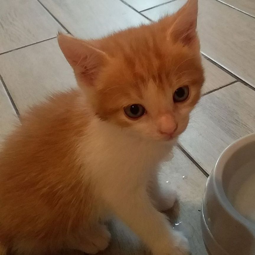 Кошечка красавица, умная, самостоятельная