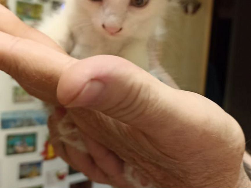 Котёнок мальчик, кот, бесплатно