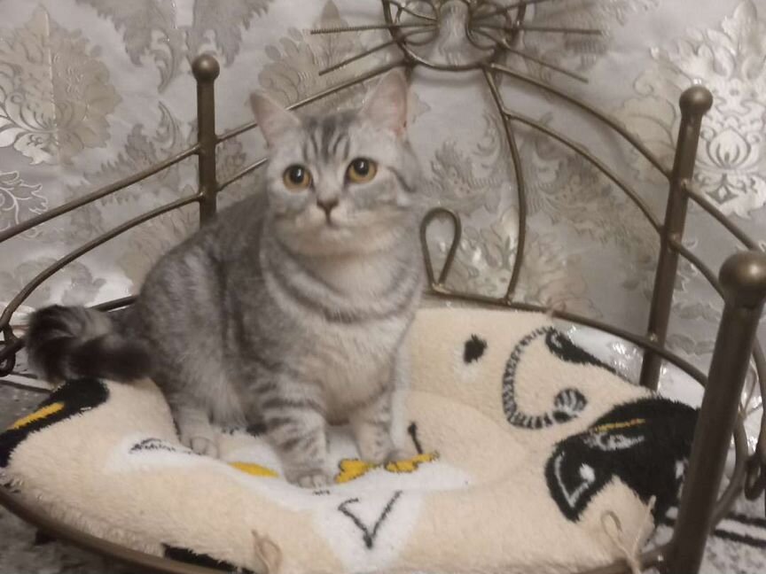 Кроватка для кошек с матрасом