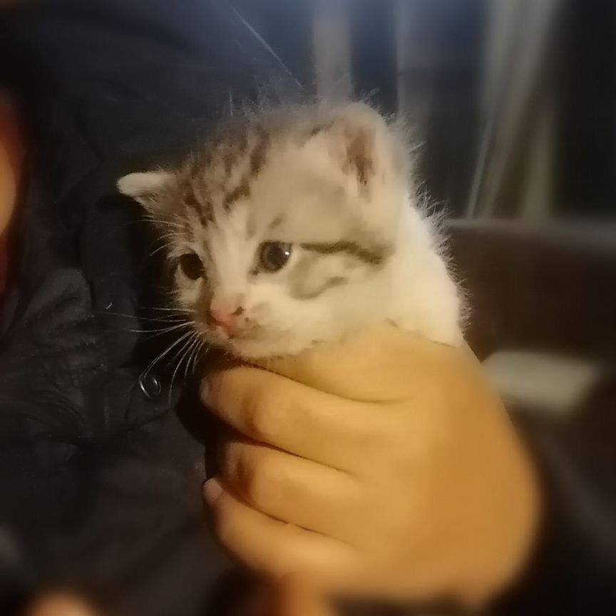 Котенок мальчик ищет дом