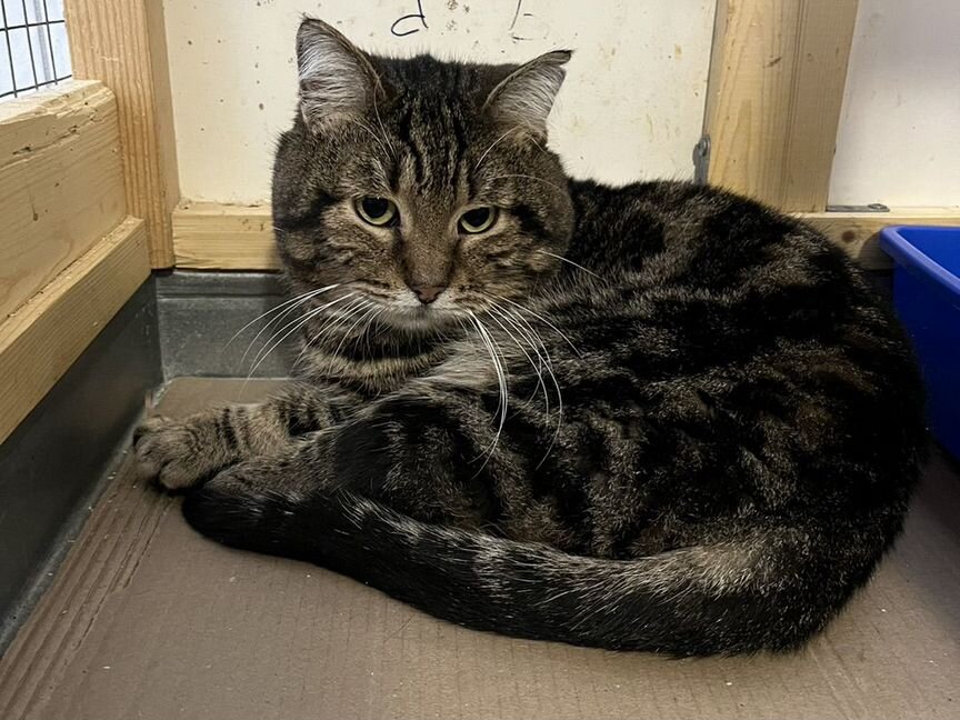 Большой кот - счастье в семье