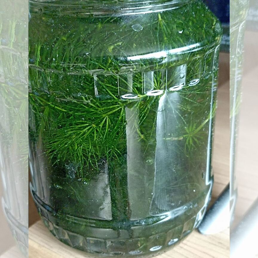 Водоросли для аквариума 3 вида,прополка