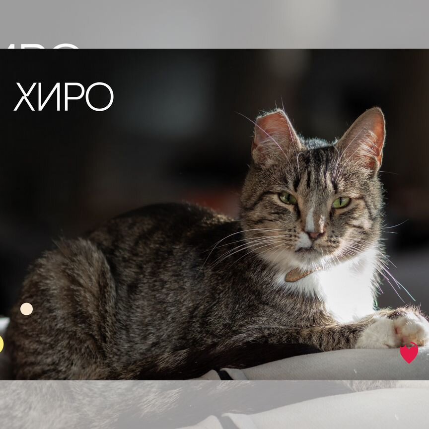 Взрослый кот из приюта