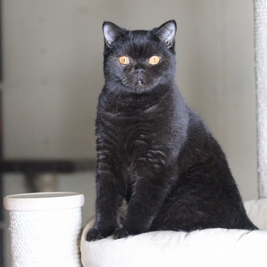 Британские котята