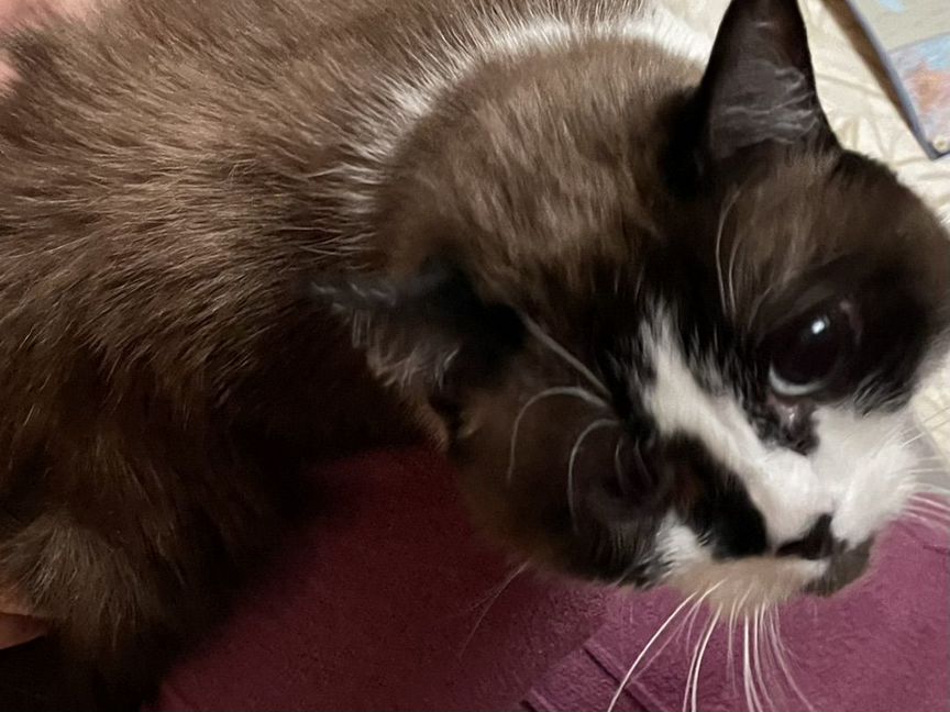 Кошка