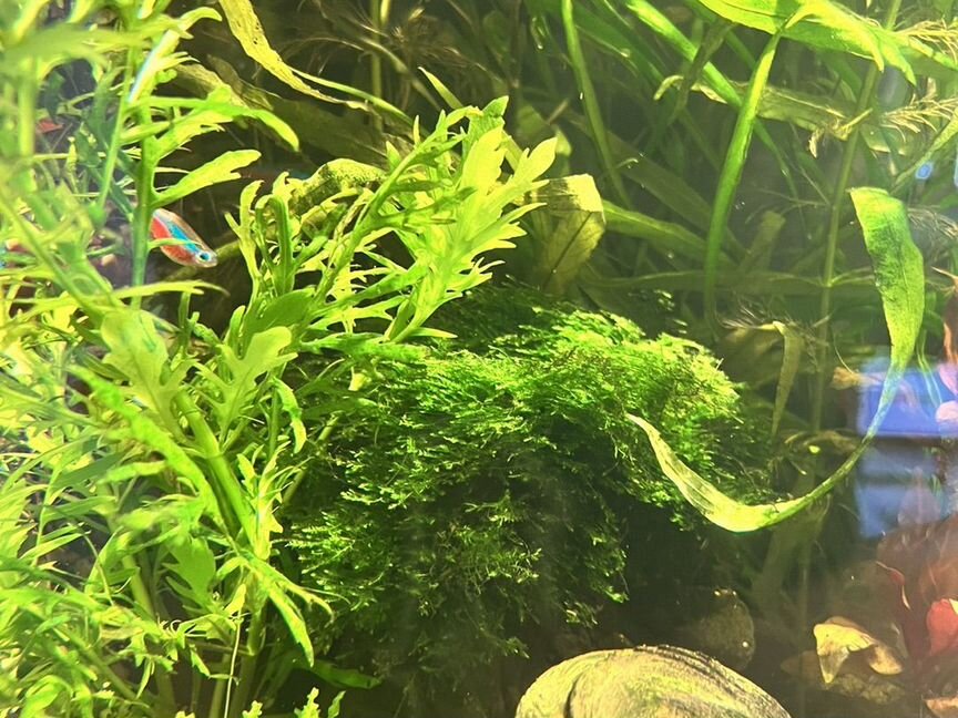 Аквариумный мох Крисмас