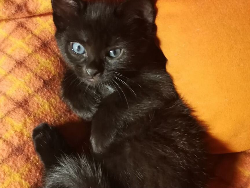 Кошка