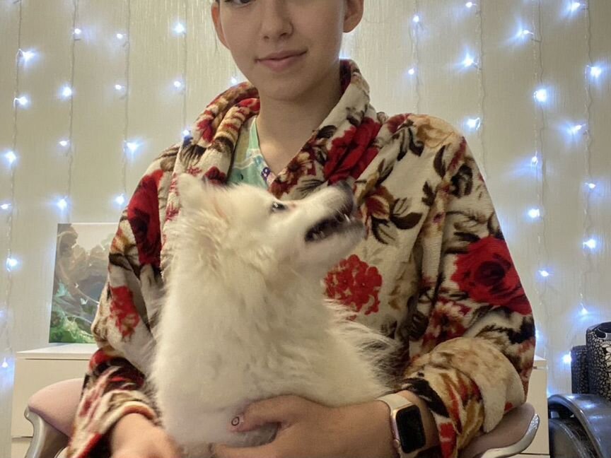Щенок Японский шпиц