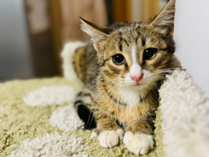 Котенок игрун ищет дом. Спасён от смерти