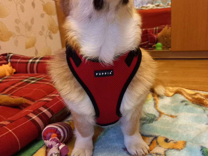 Шлейка для собаки Puppia "Ritefit"