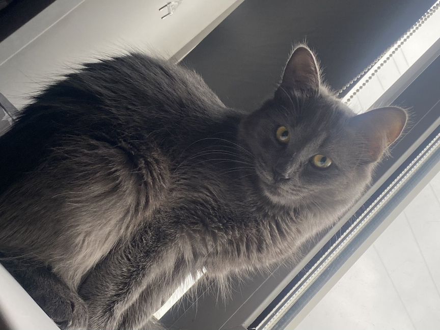 Кошка в добрые руки