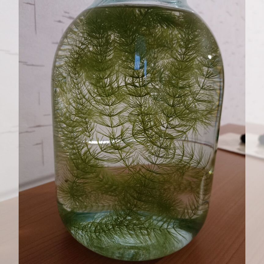 Живые аквариумные растения