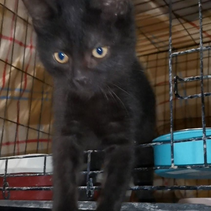 Котёнок в добрые руки