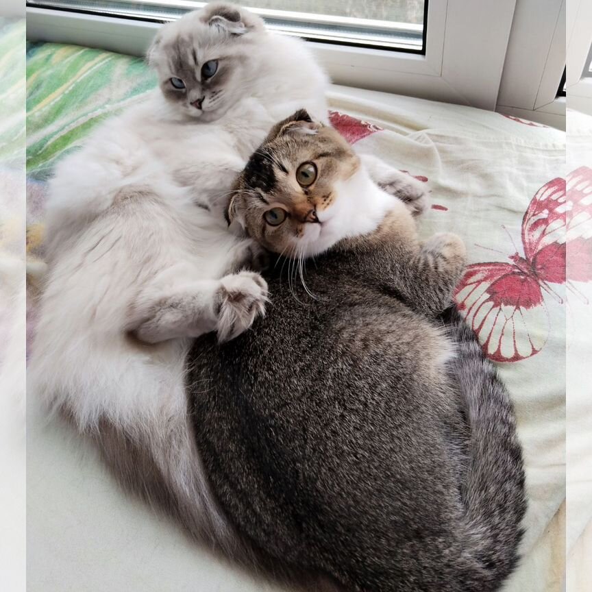 Вязка для шотландских кошек