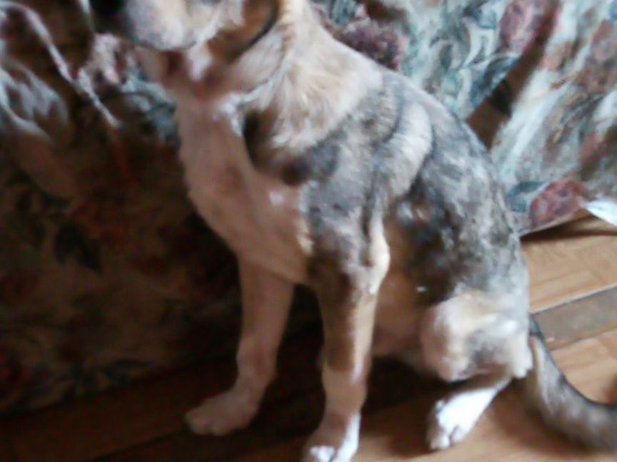 Собака в добрые руки отдам бесплатно