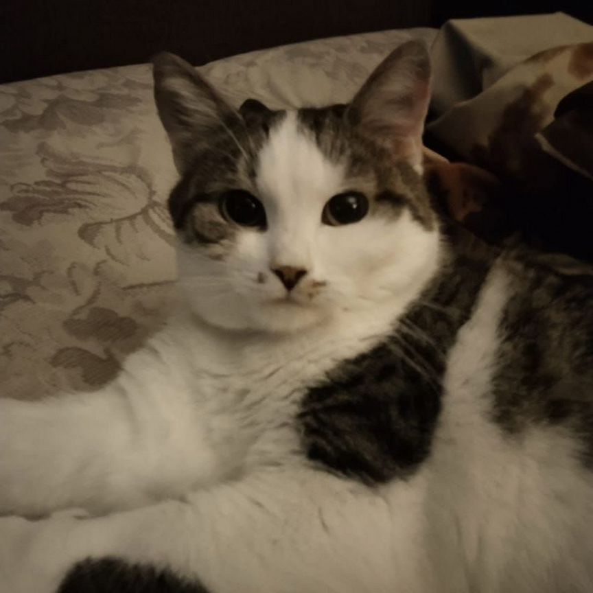 Кошка Феечка