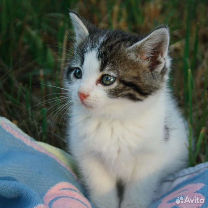 Котенок ищет себе домик