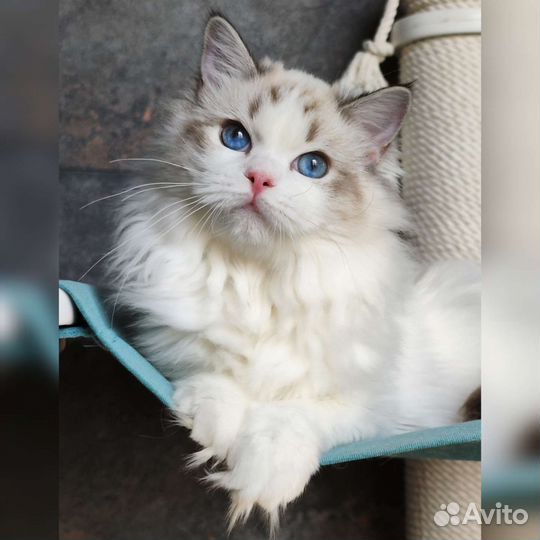 Шоу класс рэгдолл в разведение