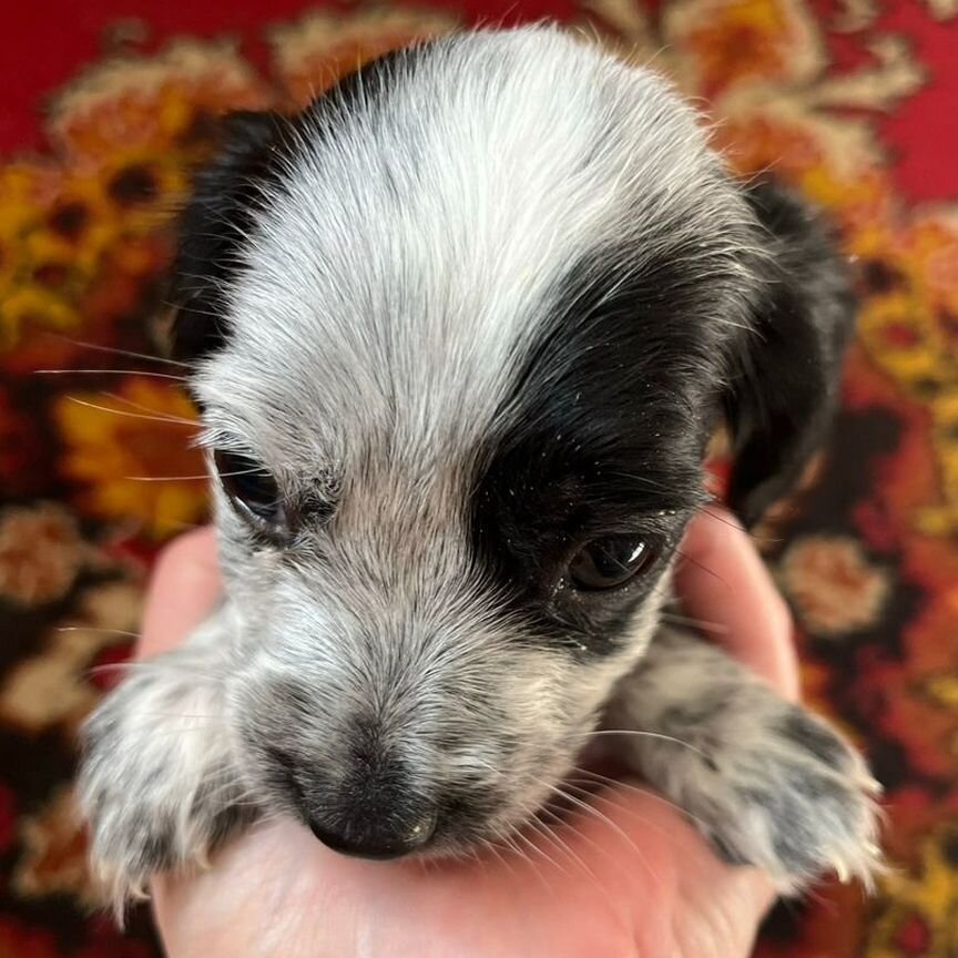 Русский охотничий спаниель, щенок