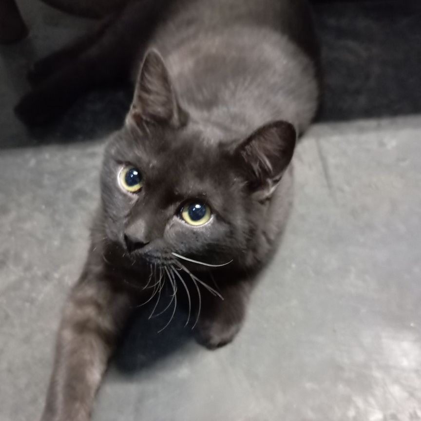 Котик ищет добрых хозяев